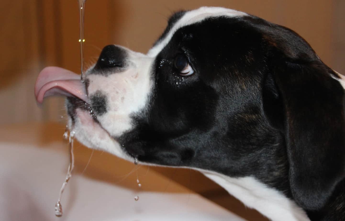 20 Best Dog Water Dispensers | Scout Knows