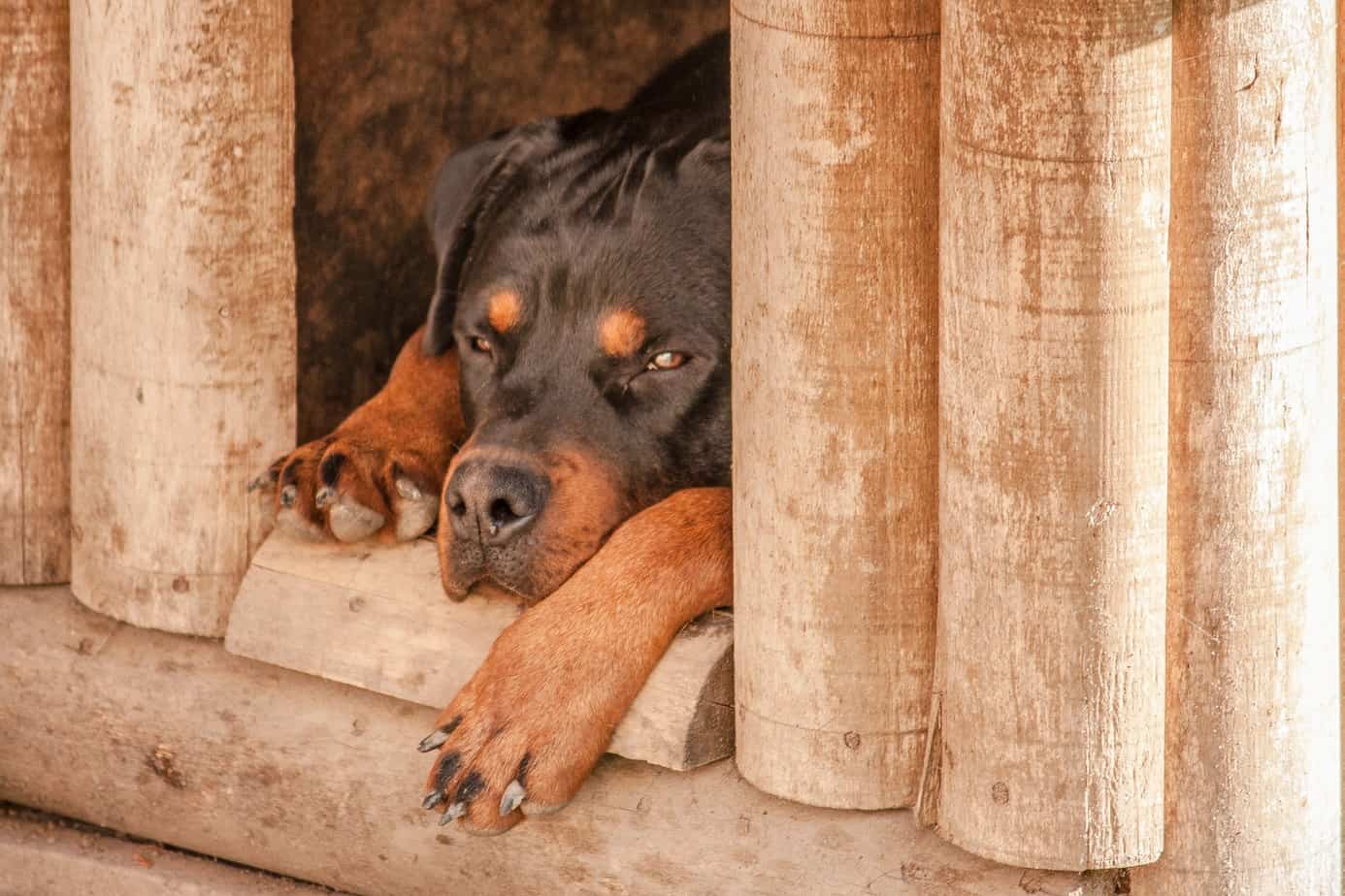 Buying a Dog House: Complete Buyer's Guide & What You Need To Know