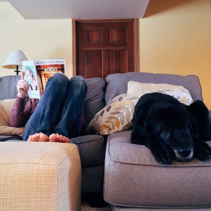 11 Most Dog-Friendly Car Rental Agencies | Scout Knows