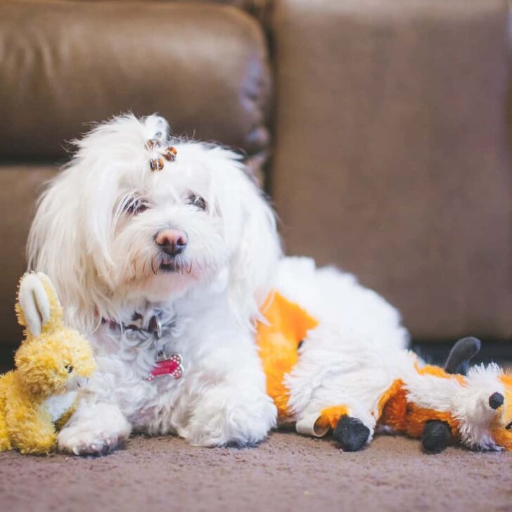 20 Best Dog Water Dispensers (Updated 2022) | Scout Knows