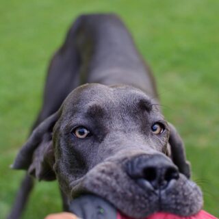 7 Best Dog Bed Ideas For Great Dane (DIY Options) | Scout Knows
