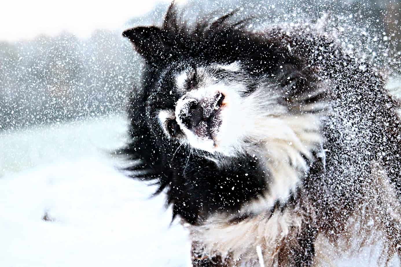 9 Tips to Keep Your Dog Safe in Brutally Cold Weather | Scout Knows
