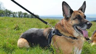 The 10 Best No-Jump Dog Harnesses For Inspired Dogs | Scout Knows