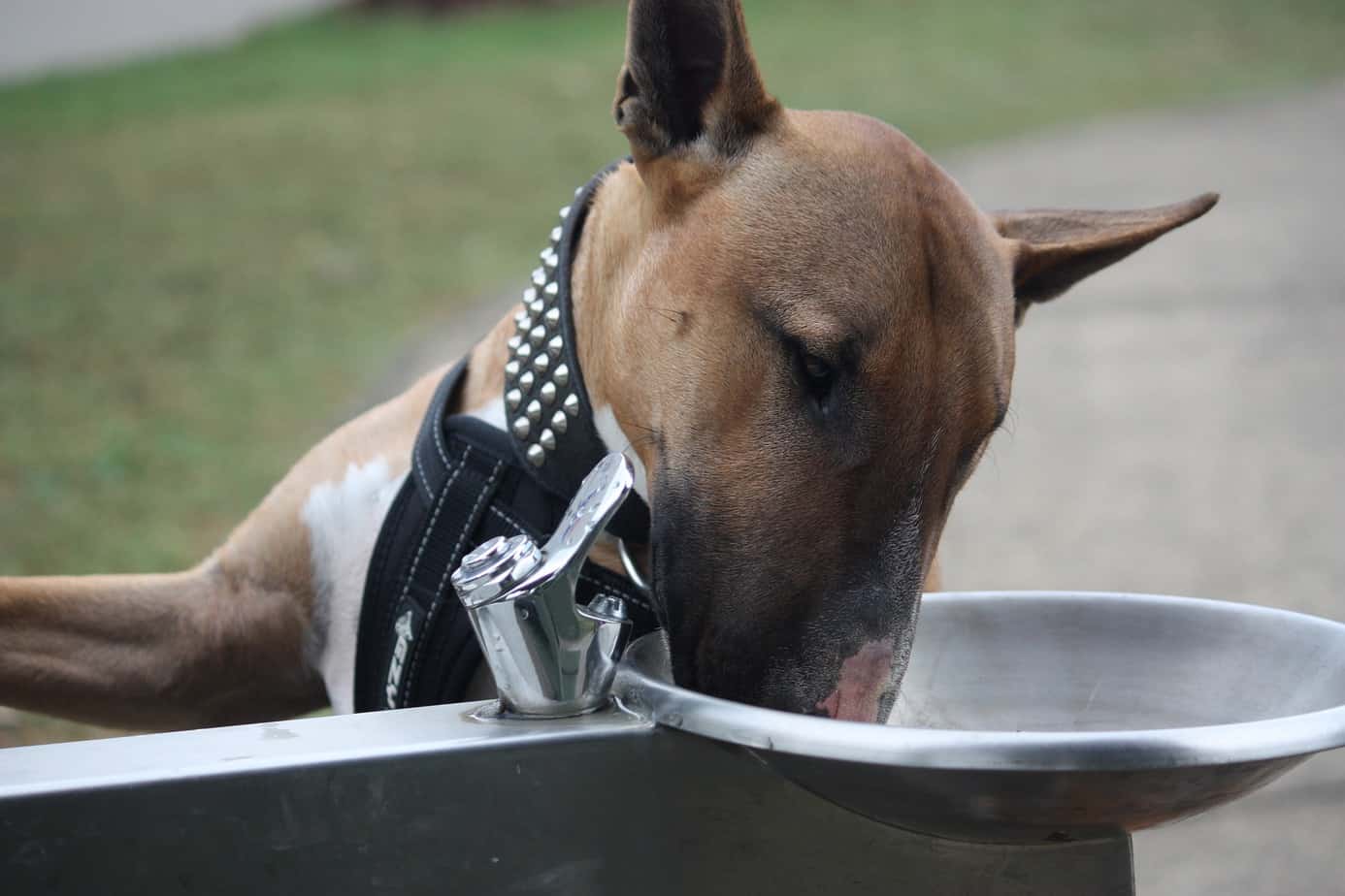 20 Best Dog Water Dispensers | Scout Knows