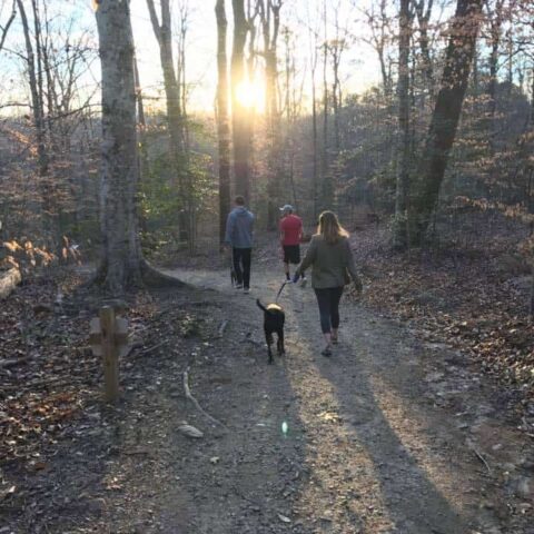 How to Make Your Dog Walk Great | Scout Knows