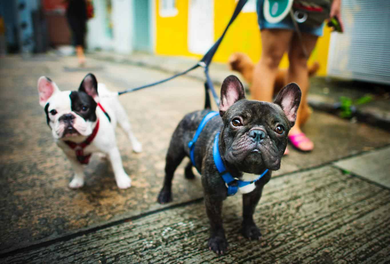 Best Retractable Dog Leashes - Complete Buyer's Guide
