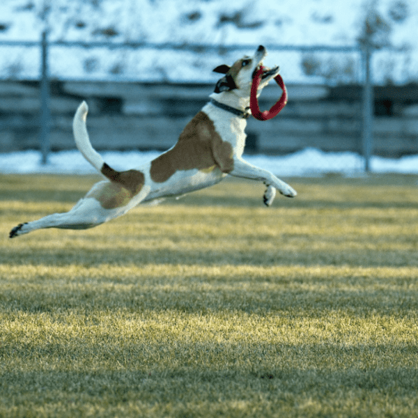 Red Barn Bully Rings Review: The One Ring To Drool Them All?