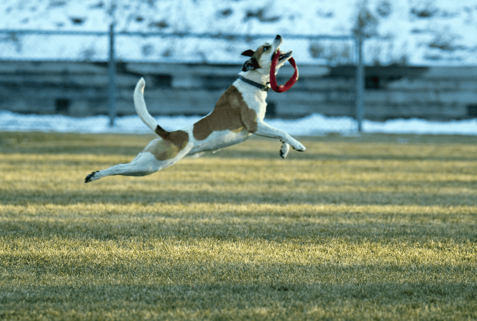 Best Bully Rings Guide | Scout Knows