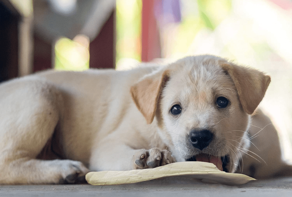 The Best Cow Ears For Dogs - Top 5 Tasty Treats for Your Pet | Scout Knows