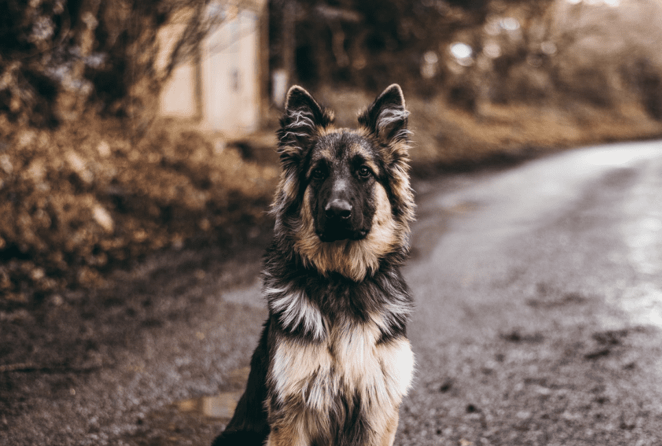 Best Dog Brushes for German Shepherds | Scout Knows