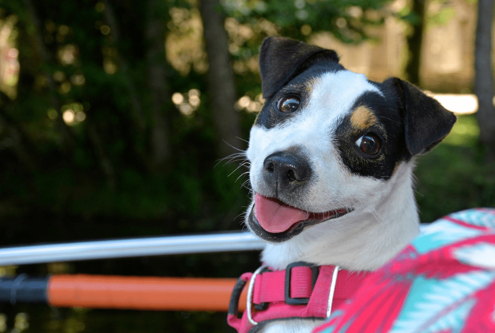 Best Dog Harness for Small Dogs | Scout Knows