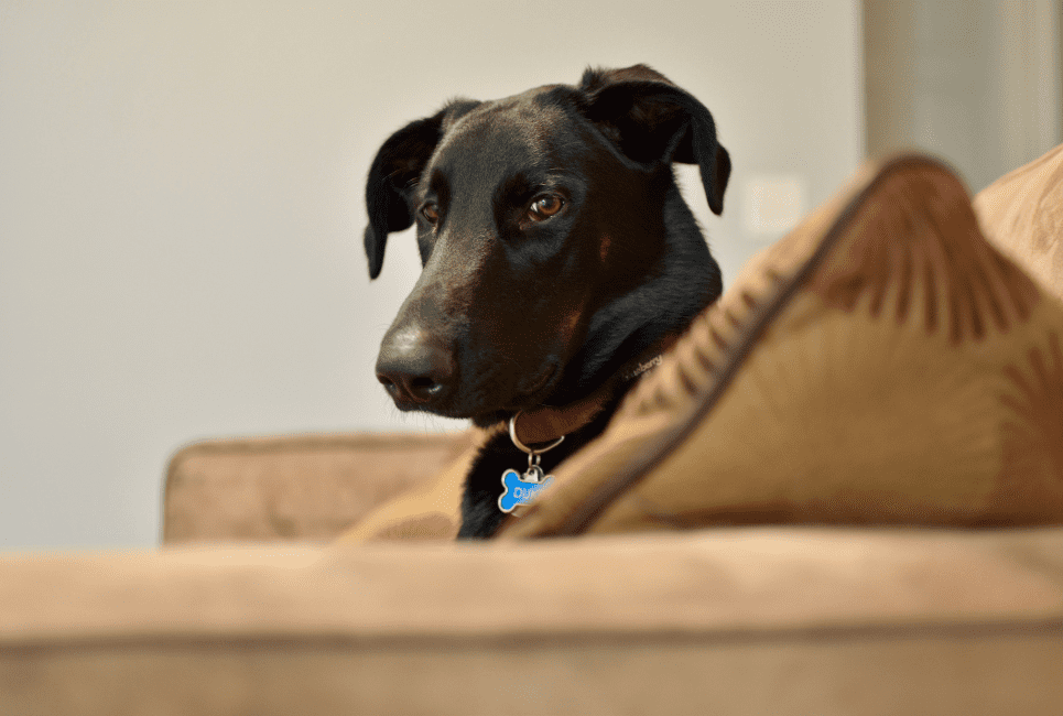 Best Dog Monitor Cameras - A Detailed Buyer's Guide