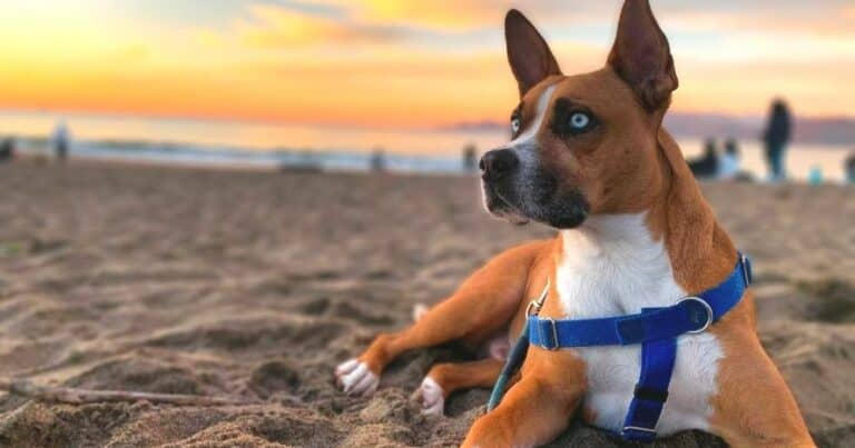 Boxer Husky Mix (aka Boxsky) | Must-Know Tips For This Breed