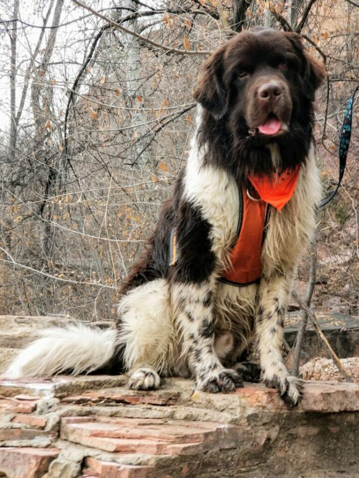 Mini Walrus Dog: Must-Know Facts & Tips About This Breed