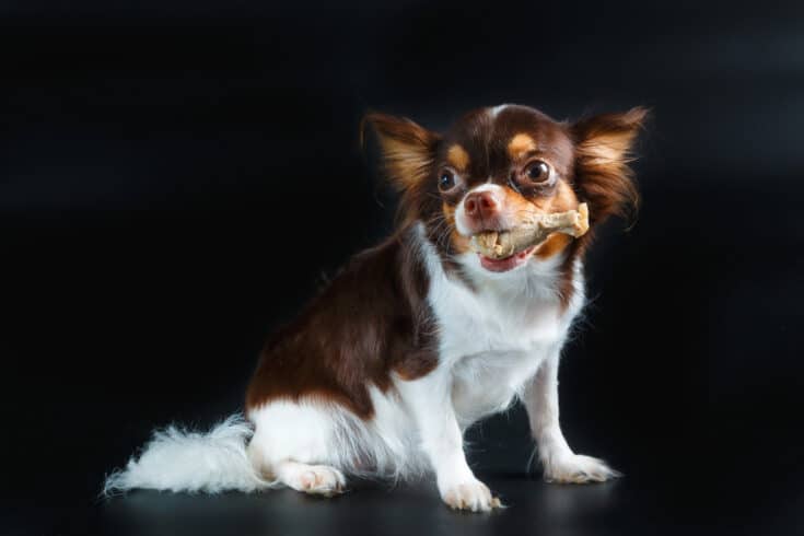 My Dog Ate Chicken Bones - 5 Important Steps To Take NOW