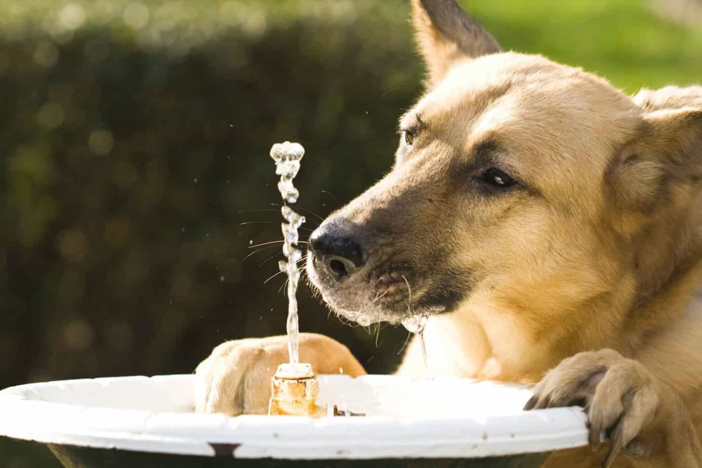 20 Best Dog Water Dispensers | Scout Knows