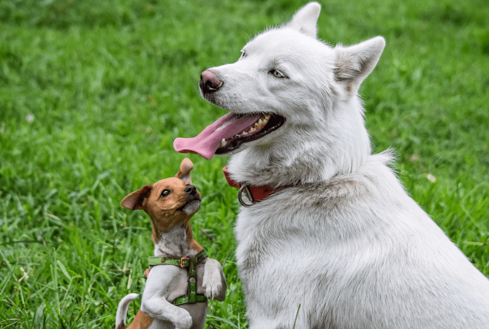 should-you-adopt-a-puppy-or-an-older-dog-scout-knows