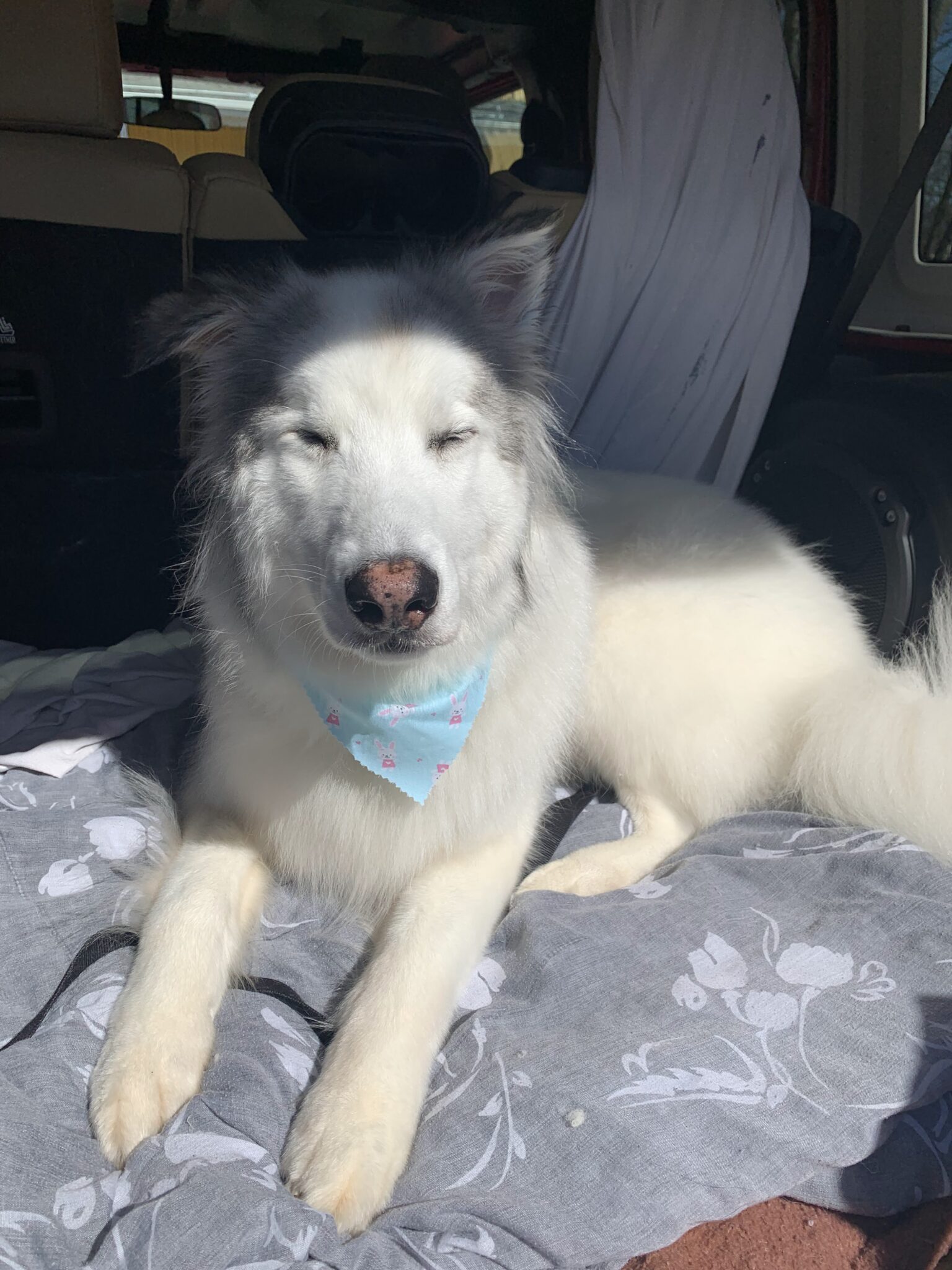 Boxer Husky Mix (aka Boxsky) | Must-Know Tips For This Breed