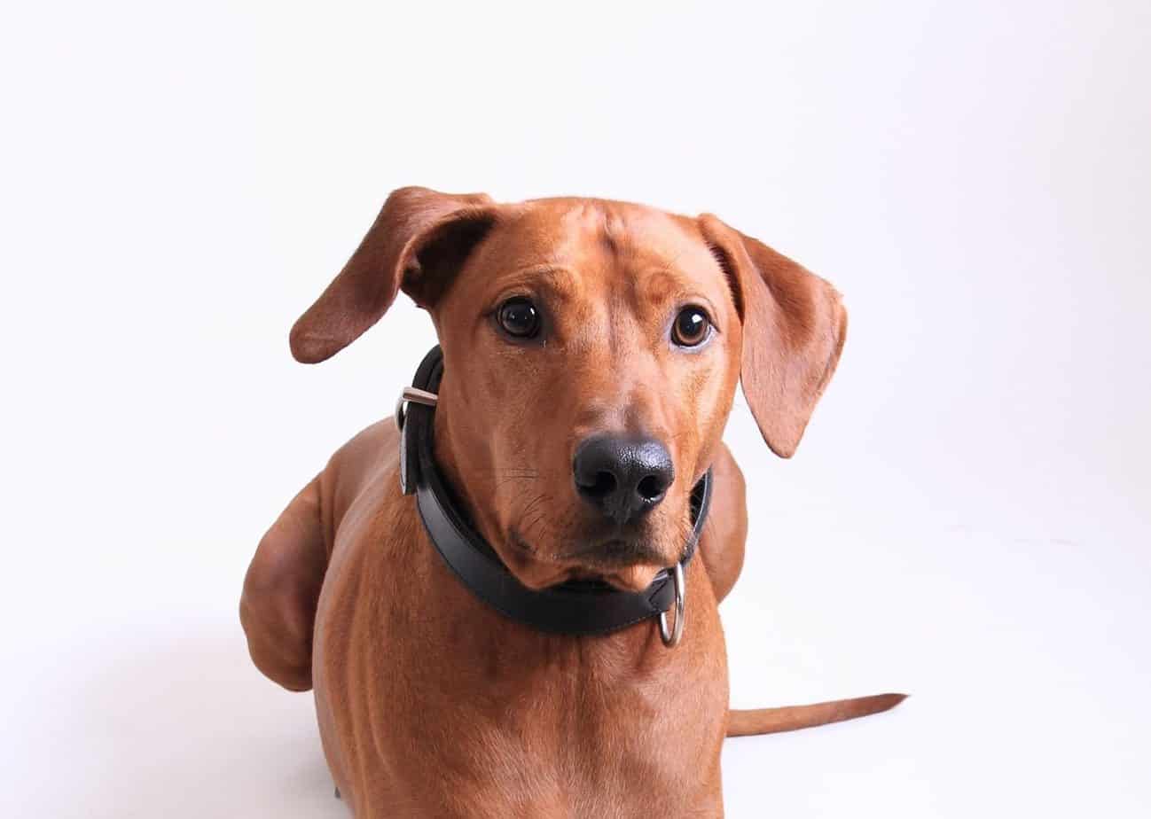 Best Leather Dog Collars Scout Knows
