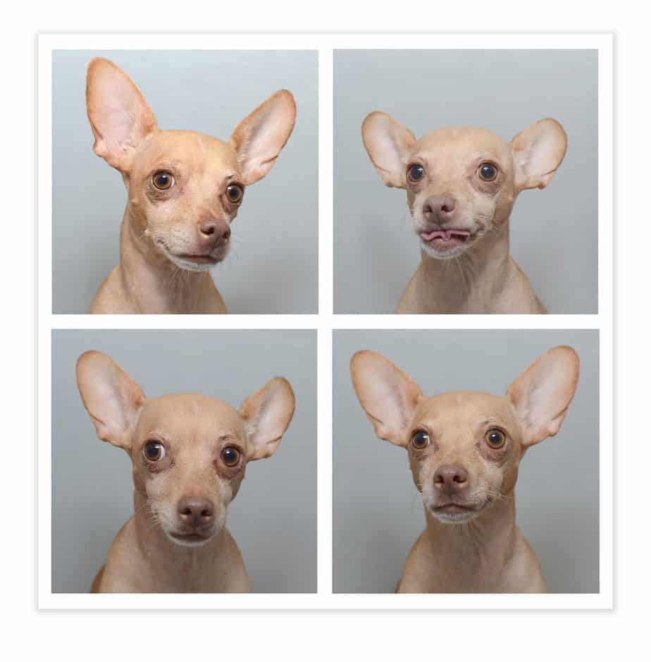 Types Of Chihuahua Breeds (Must-Know Facts) Explained in 2026