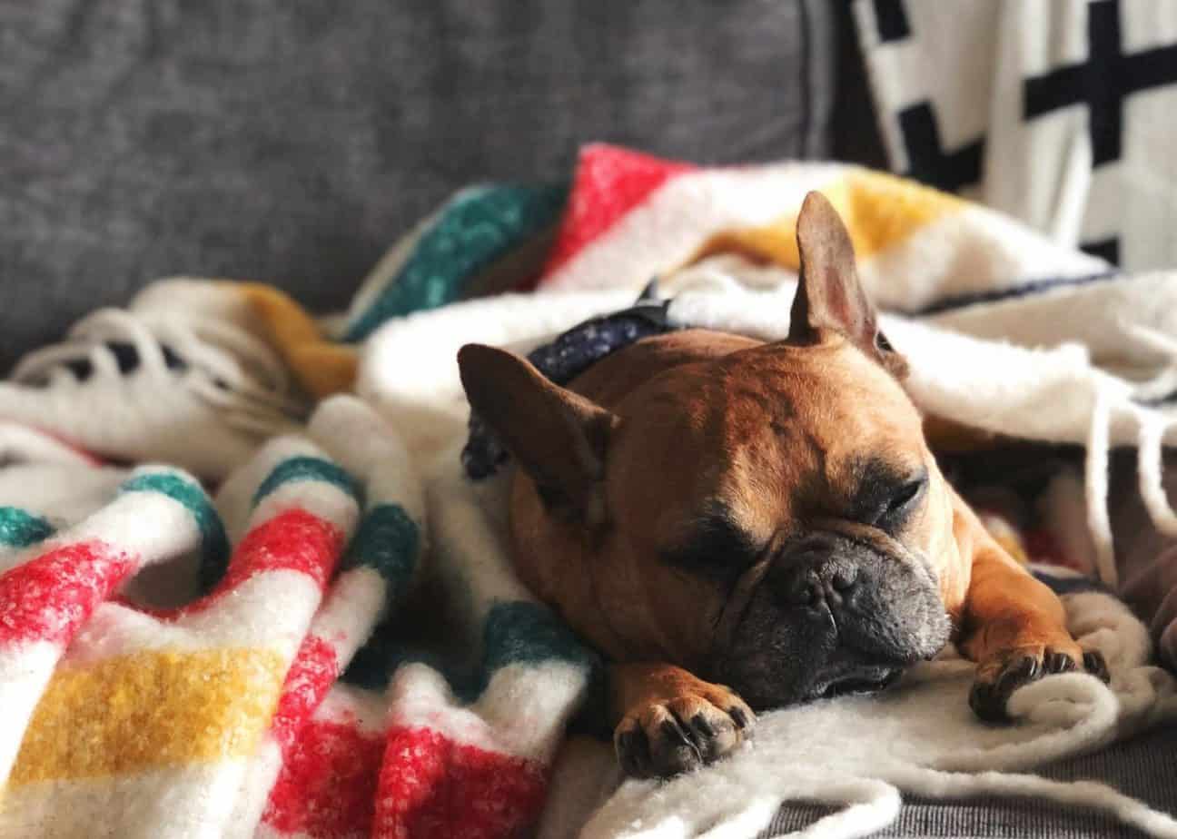 Best Dog Monitor Cameras - A Detailed Buyer's Guide