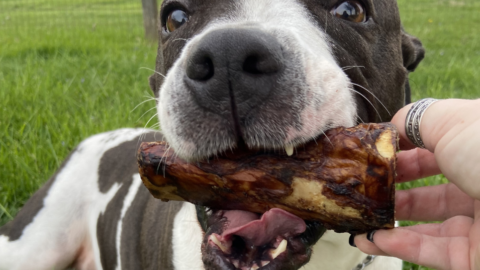 Red Barn Bully Slices Review and Guide: Are They Any Good?